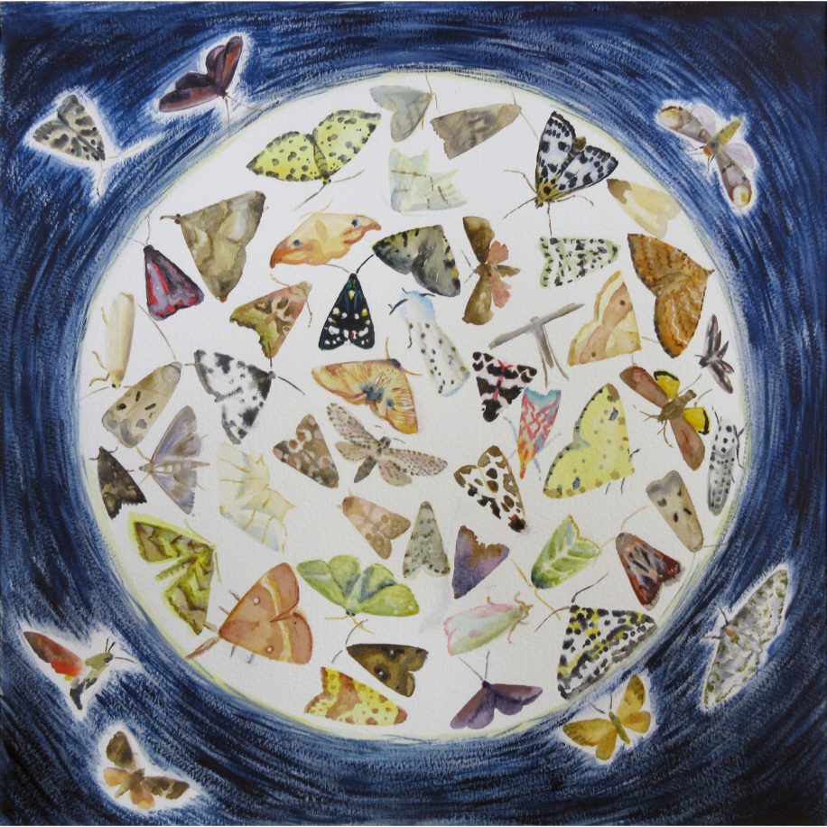 C5816 Fox – Madeleine Town – Churchgate Gallery